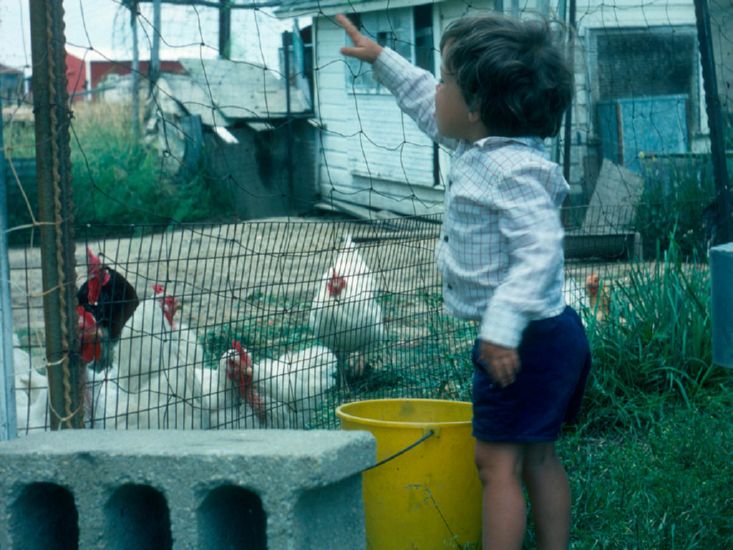 22-20 ed feeds chickens